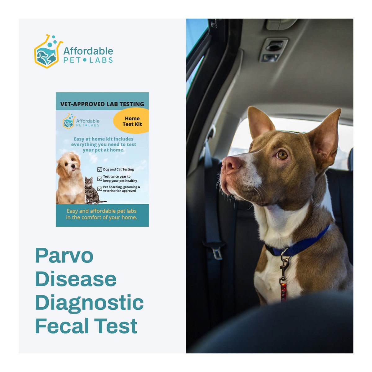 Parvo Disease Diagnostic Fecal Test For Dogs, Easy Home Kit — Pet ...
