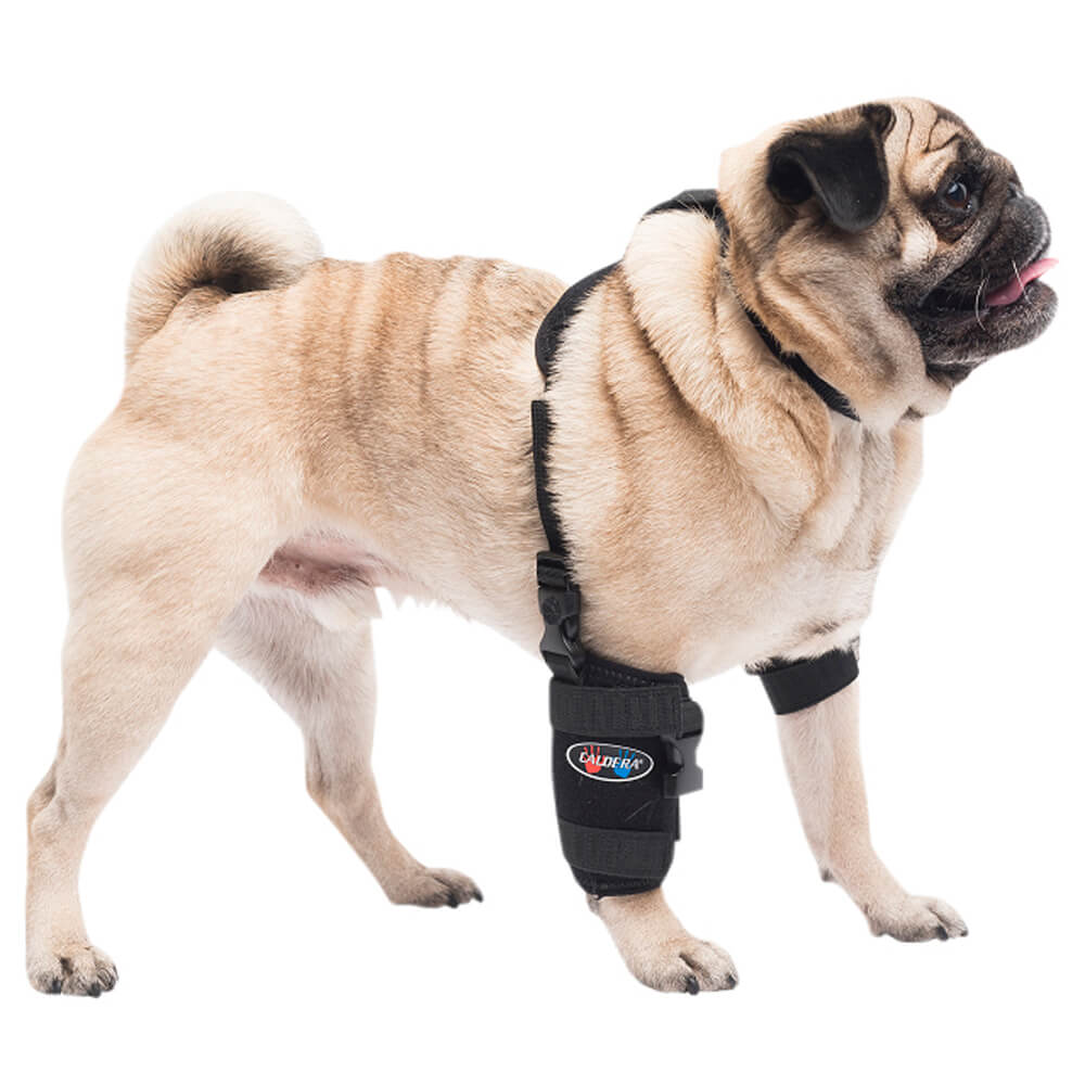 Caldera Pet Universal Therapy Carpal/Elbow Wrap with Therapy Gel for ...