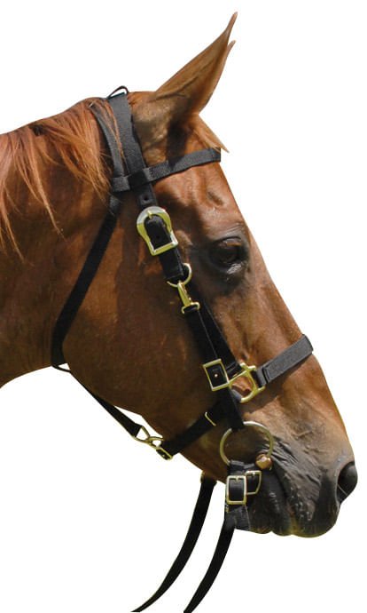 Jeffers Horse Bridle & Halter Poly Combo with Reins — Pet Supplies 4 Less