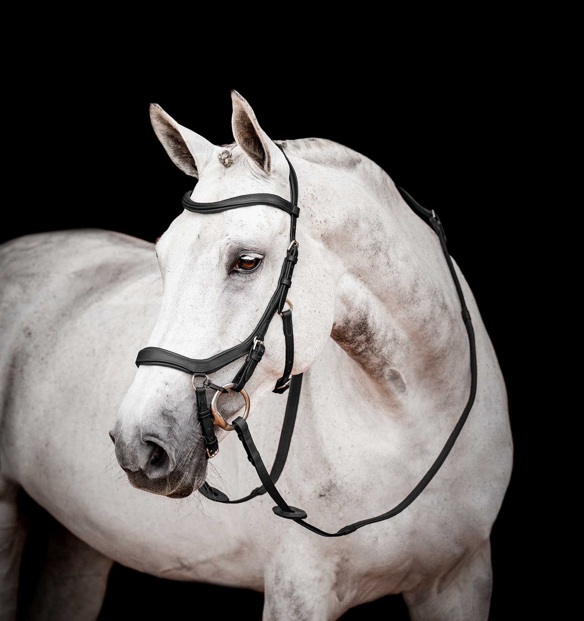 Micklem 2.0 Competition Bridle for Horses, Black — Pet Supplies 4 Less