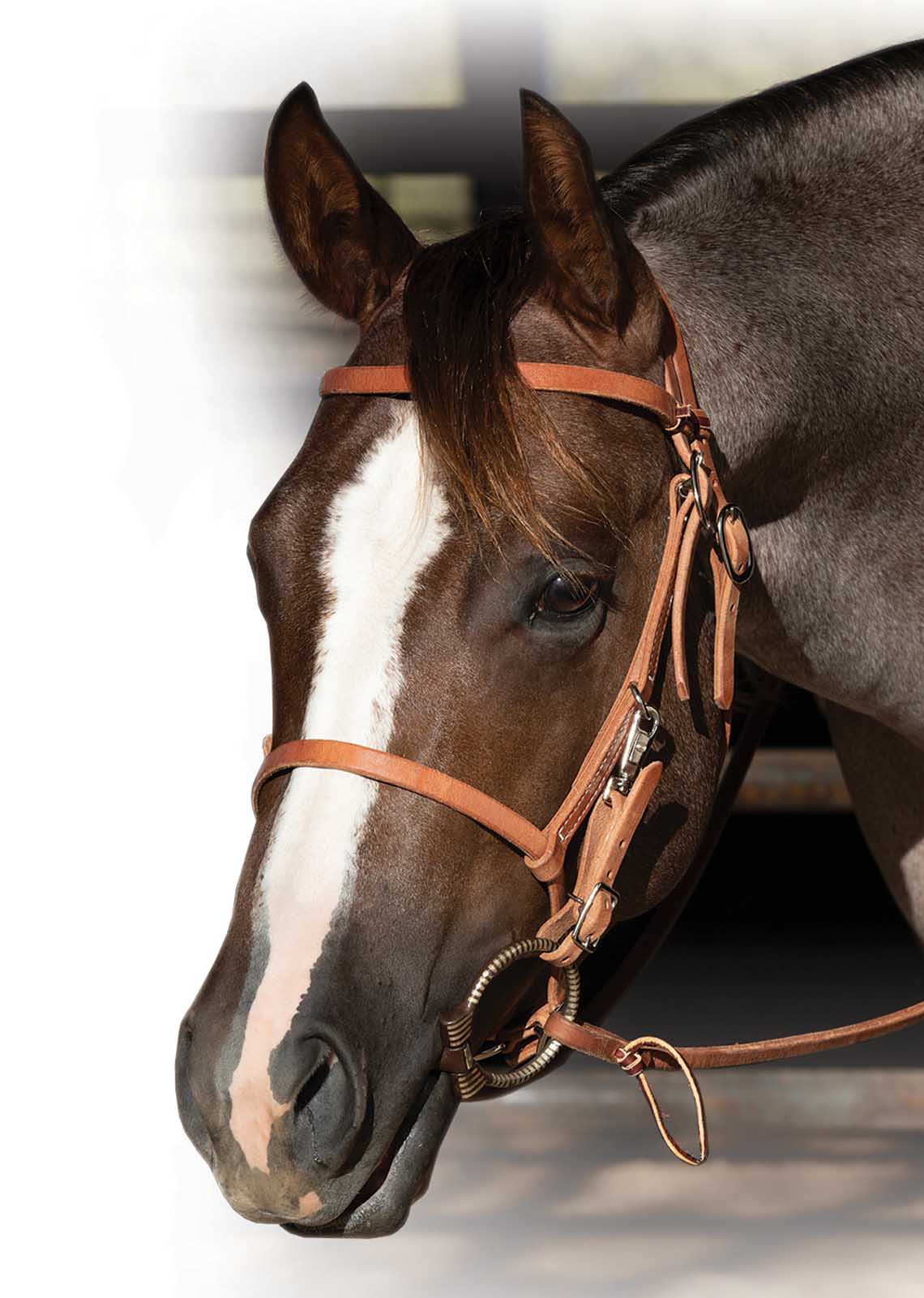 Professional's Choice Trail Bridle for Horses — Pet Supplies 4 Less