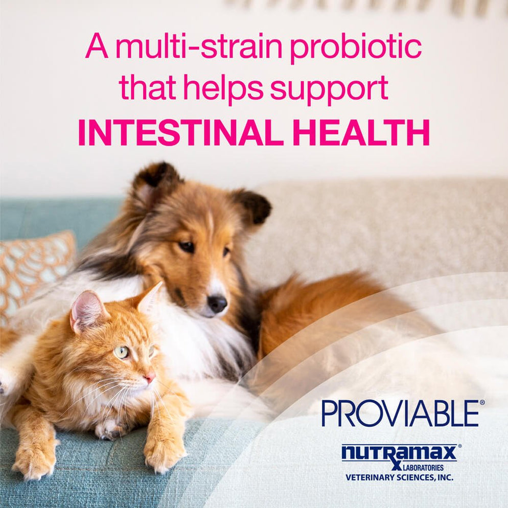 Proviable-DC Digestive Supplement for Dogs and Cats — Pet Supplies 4 Less