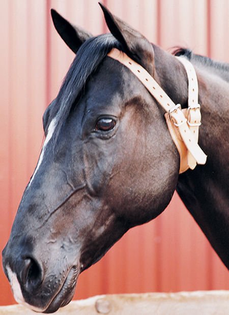 The Original Miracle Cribbing Collar for Horses — Pet Supplies 4 Less
